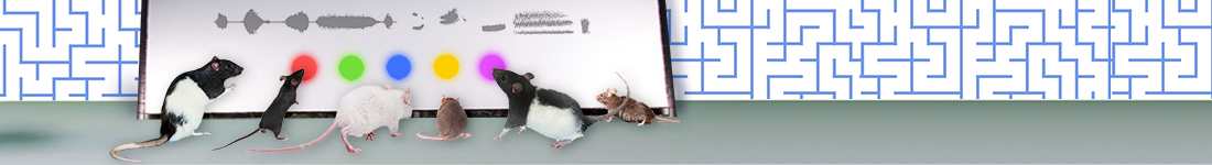 NIMH » Rodent Behavioral Core