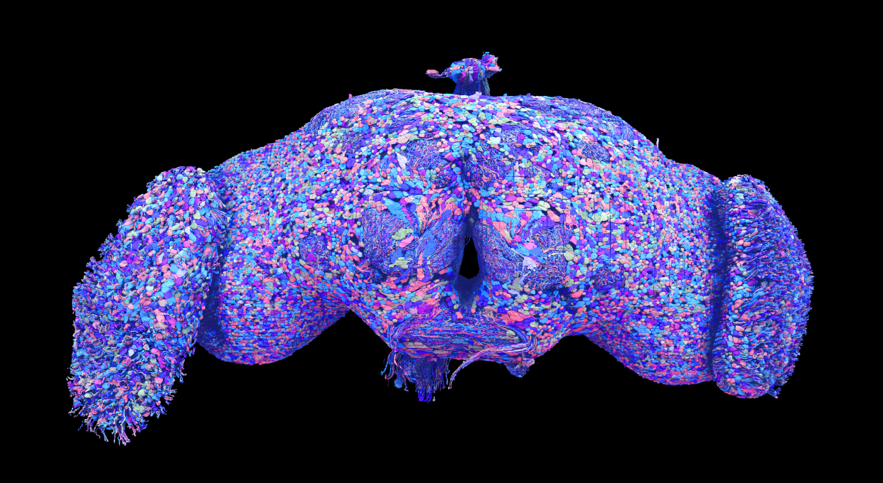 Researchers Fully Map Neural Connections of the Fruit Fly Brain ...
